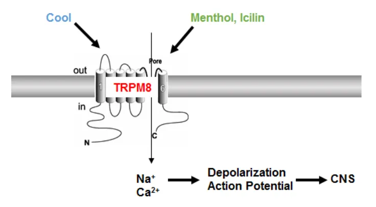 生薬解説【ハッカ】 | 研究実績 | 薬湯研究所 | 健美薬湯